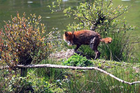 __COUNT__ Fox Stealing Canada Goose Eggs for Her Cubs, Warwickshire ...