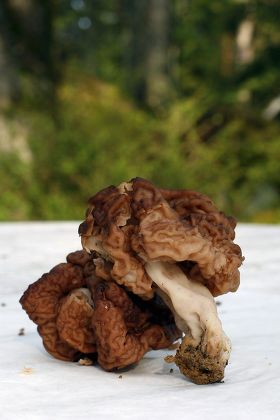 Poisonous False Morels Gyromitra Esculenta Editorial Stock Photo ...