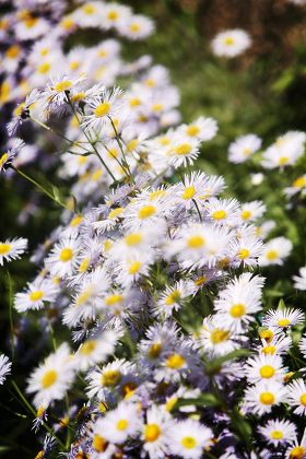 Cottage Gate Kumpula Allotment Garden Editorial Stock Photo - Stock ...
