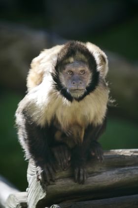 2 Weekold Buffy Headed Capuchin Newborn Editorial Stock Photo - Stock ...