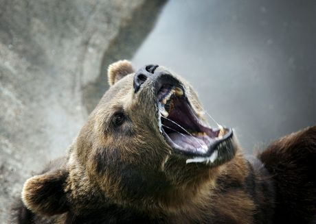 Animals, Finland Stock Pictures, Editorial Images and Stock Photos ...