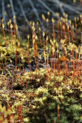 Common Haircap Moss Common Hair Moss Editorial Stock Photo - Stock ...