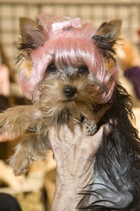 Celeb Worship Has Totally Gone Dogs Editorial Stock Photo - Stock Image ...