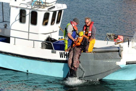 Fishermen Demonstrate Rescuing Man Sea Editorial Stock Photo - Stock ...
