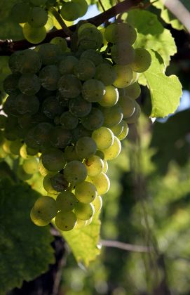 Grapes On Vine Wine Growing Trail Editorial Stock Photo - Stock Image ...
