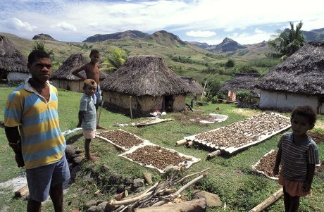 Drying Kava Roots Village Navala Island Editorial Stock Photo - Stock ...