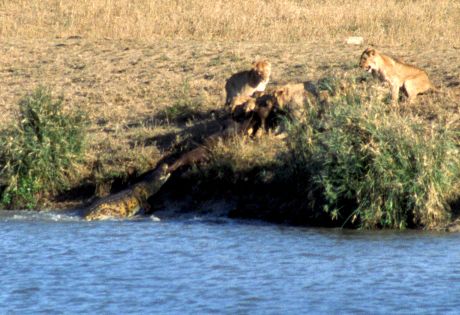 Grisly Tugofwar Between Lions Crocodile Takes Editorial Stock Photo ...