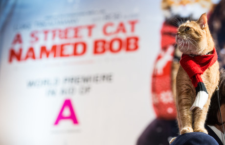Bob Editorial Stock Photo - Stock Image | Shutterstock