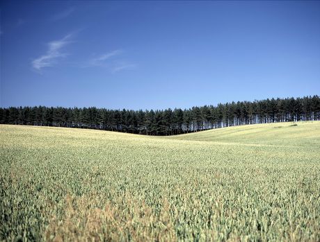 45 Wheat plantation Stock Pictures, Editorial Images and Stock Photos ...