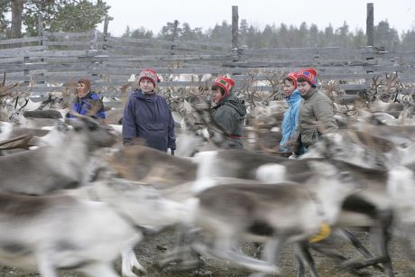 Sami Women Reindeer Roundup Inari Lapland Editorial Stock Photo - Stock ...