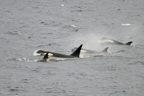 Possible New Species Orca Killer Whale Editorial Stock Photo - Stock ...