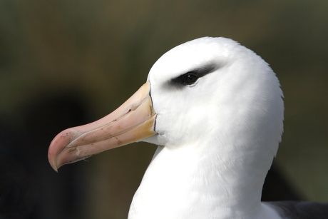 5 Gooney bird Stock Pictures, Editorial Images and Stock Photos ...