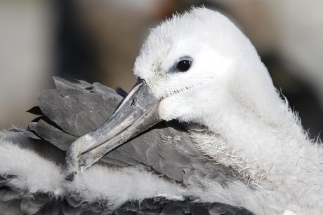 5 Gooney bird Stock Pictures, Editorial Images and Stock Photos ...