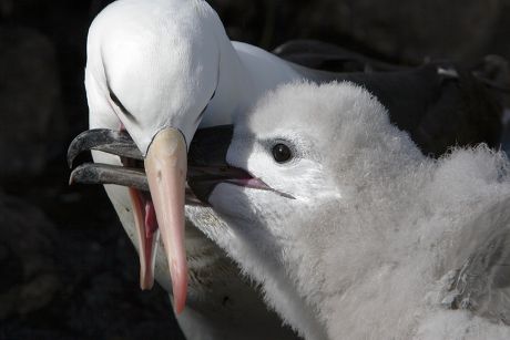 5 Gooney bird Stock Pictures, Editorial Images and Stock Photos ...