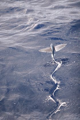 3 (cypselurus Stock Pictures, Editorial Images and Stock Photos ...
