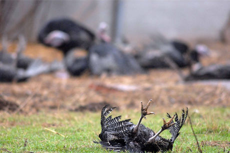 imágenes de Bird Flu case discovered, Redgrave Park Farm, Suffolk ...