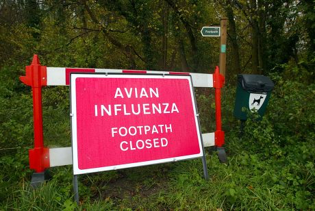 Bird Flu case discovered, Redgrave Park Farm, Suffolk, Britain - 13 Nov ...