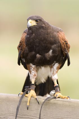 Harriss Hawk Harris Hawk Formerly Known Editorial Stock Photo - Stock ...