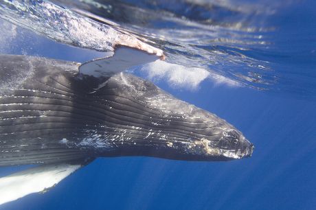 Curious Sub Adult Female Humpback Whale Editorial Stock Photo - Stock ...