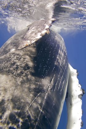 Curious Sub Adult Female Humpback Whale Editorial Stock Photo - Stock ...