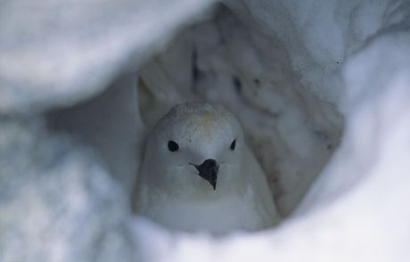 Nesting Snow Petrel Pagodroma Nivea Commonwealth Editorial Stock Photo ...