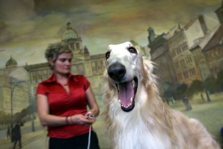 Barzoi Dog Poses During Contest Editorial Stock Photo - Stock Image ...
