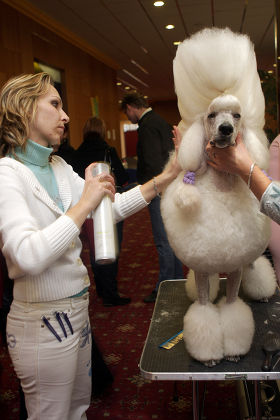 Lady Styles Her Poodle Dog During Editorial Stock Photo - Stock Image ...