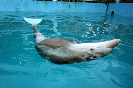 Winter Dolphin Wearing Prosthetic Tail Editorial Stock Photo - Stock ...