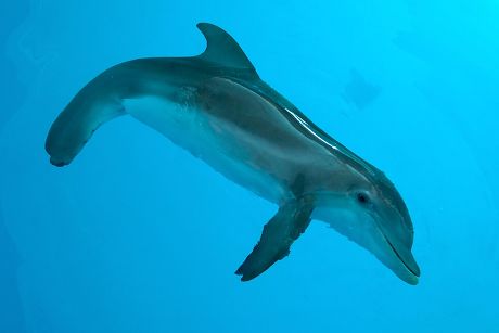 WINTER DOLPHIN WITHOUT PROSTHETIC TAIL Editorial Stock Photo - Stock ...