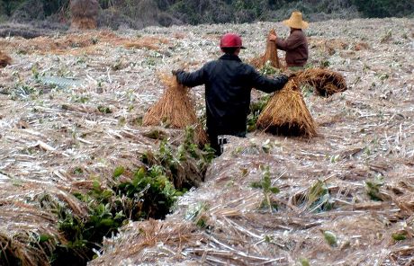 Staff Spread Straw Sheets On Seedlings Editorial Stock Photo - Stock ...
