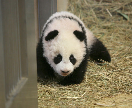Panda Baby Fu Long Editorial Stock Photo - Stock Image | Shutterstock