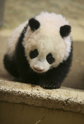 Panda Baby Fu Long Editorial Stock Photo - Stock Image | Shutterstock