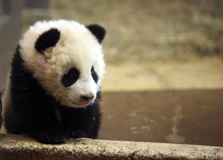 Panda Baby Fu Long Editorial Stock Photo - Stock Image | Shutterstock