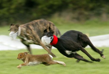 __COUNT__ National Hare Coursing Championships in the Hotel Minella ...
