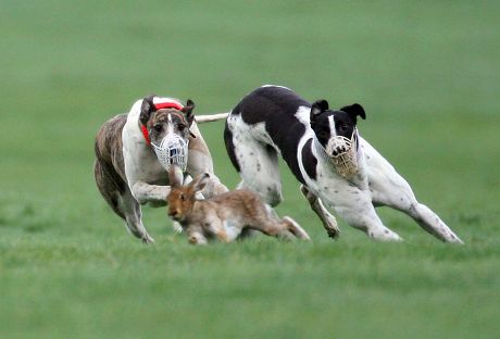 __COUNT__ National Hare Coursing Championships in the Hotel Minella ...