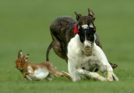 Dogs Pursuing Hare Editorial Stock Photo - Stock Image | Shutterstock