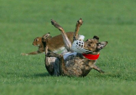__COUNT__ National Hare Coursing Championships in the Hotel Minella ...