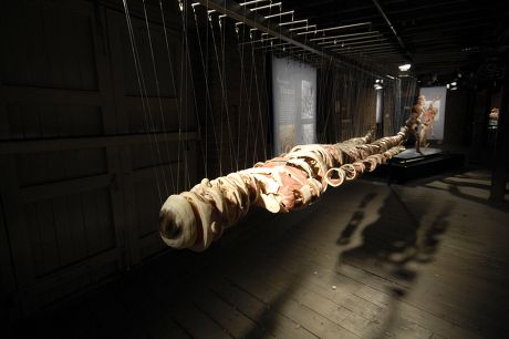 98 Preserved and prepared by plastination technique anatomy exhibit ...