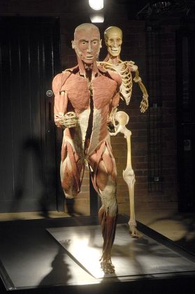 98 Preserved and prepared by plastination technique anatomy exhibit ...