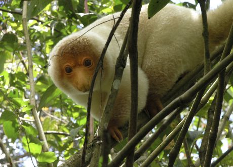 Spotted Cuscus Phalanger Maculatus Editorial Stock Photo - Stock Image ...