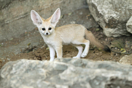 250 Fennec fox Stock Pictures, Editorial Images and Stock Photos ...