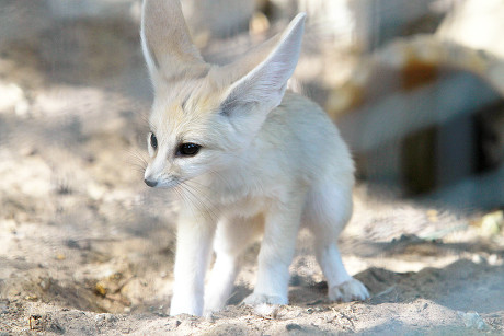 250 Fennec fox Stock Pictures, Editorial Images and Stock Photos ...