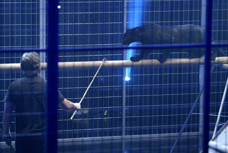 Man V Beast Tv Contestant Panther Editorial Stock Photo - Stock Image ...