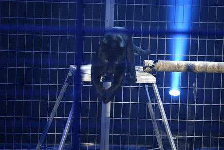 Man V Beast Tv Contestant Panther Editorial Stock Photo - Stock Image ...