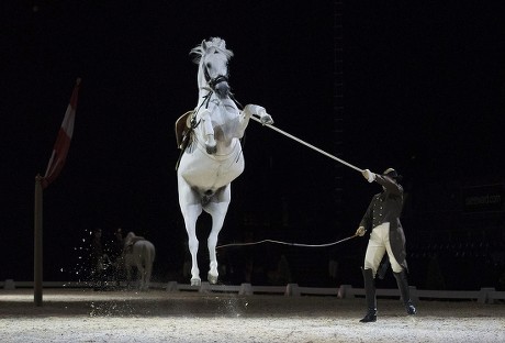 Lipizzaner Horse Performing Capriole During Practice Editorial Stock ...