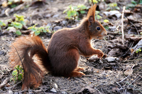 Rare Red Squirrel Sciurus Vulgaris Formby Editorial Stock Photo - Stock ...