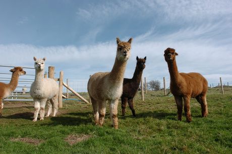 51 Gower farm Stock Pictures, Editorial Images and Stock Photos ...