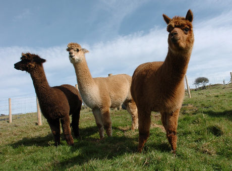 51 Gower farm Stock Pictures, Editorial Images and Stock Photos ...