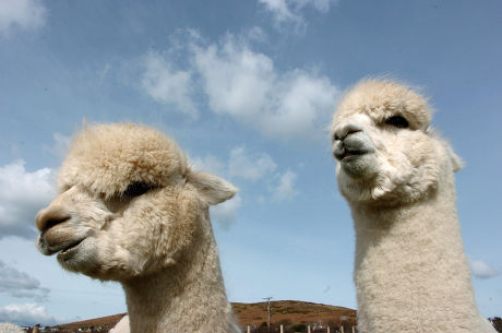 51 Gower farm Stock Pictures, Editorial Images and Stock Photos ...