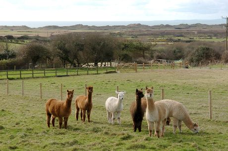 51 Gower farm Stock Pictures, Editorial Images and Stock Photos ...